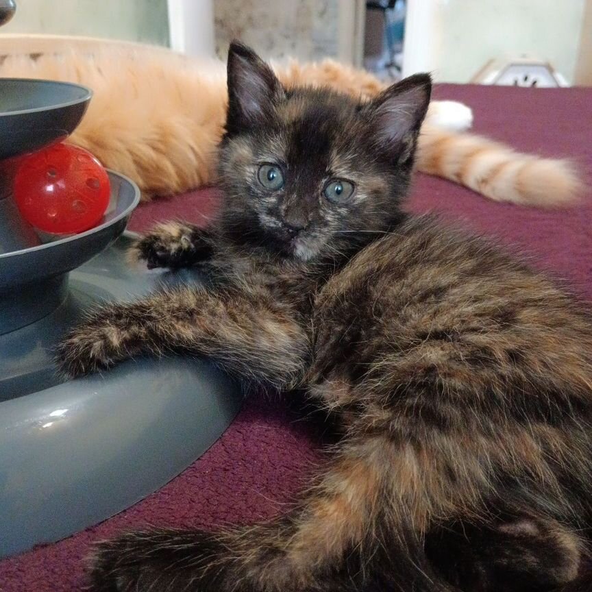 Котенок девочка в добрые руки