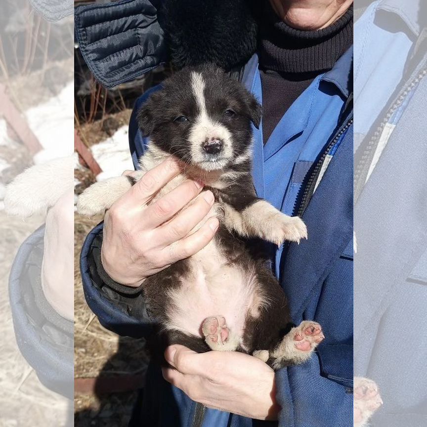 Щенок в добрые руки