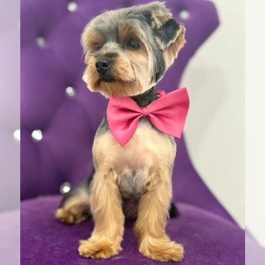 Йоркширский терьер, взрослая собака