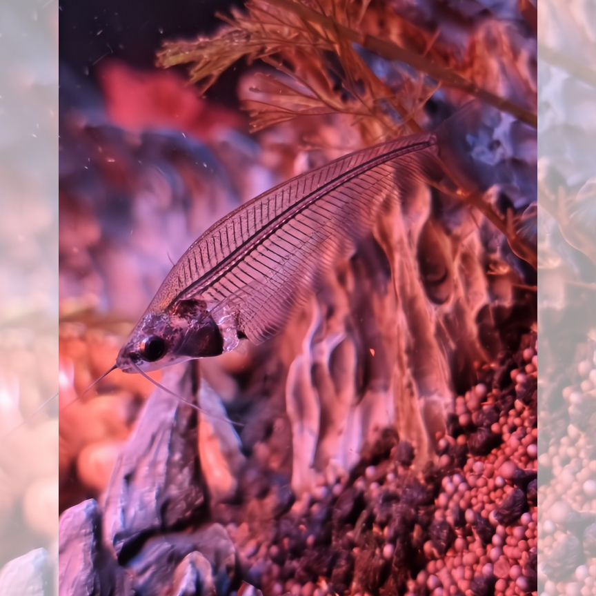 Стеклянные сомики. цена за 2 шт