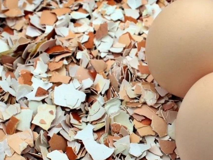 Яичная скорлупа