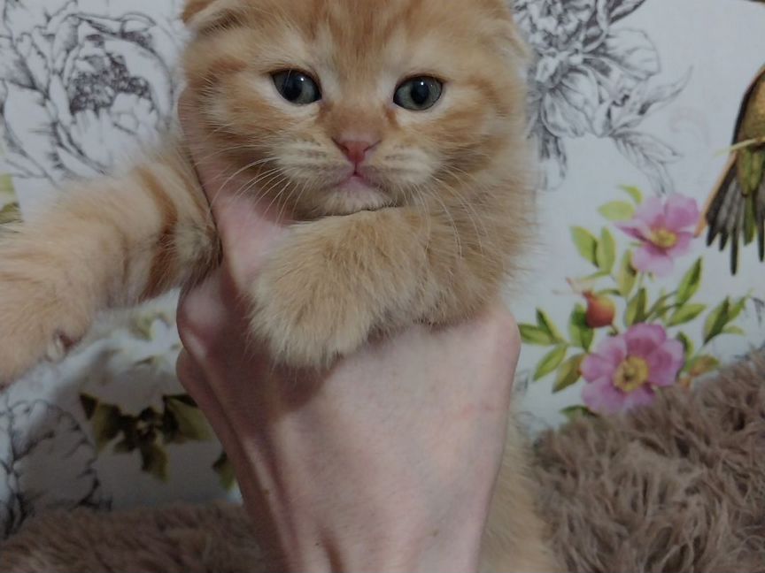 Шотландская
