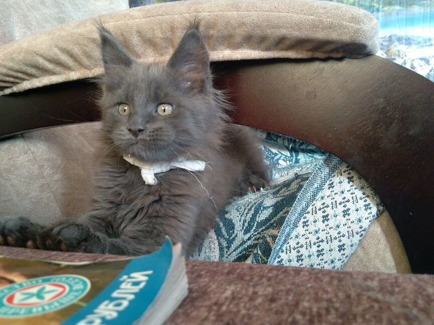 Котята мейн-кун