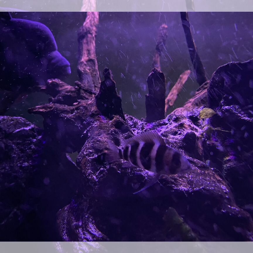 Фронтоза бурунди