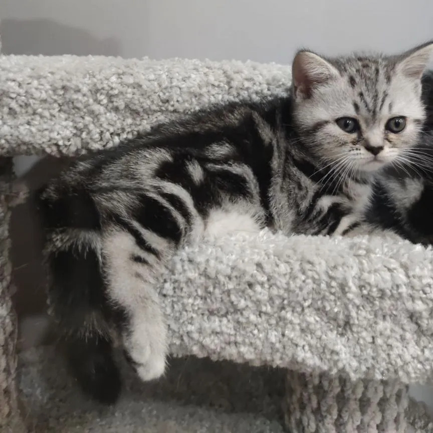 Британские котята мраморные