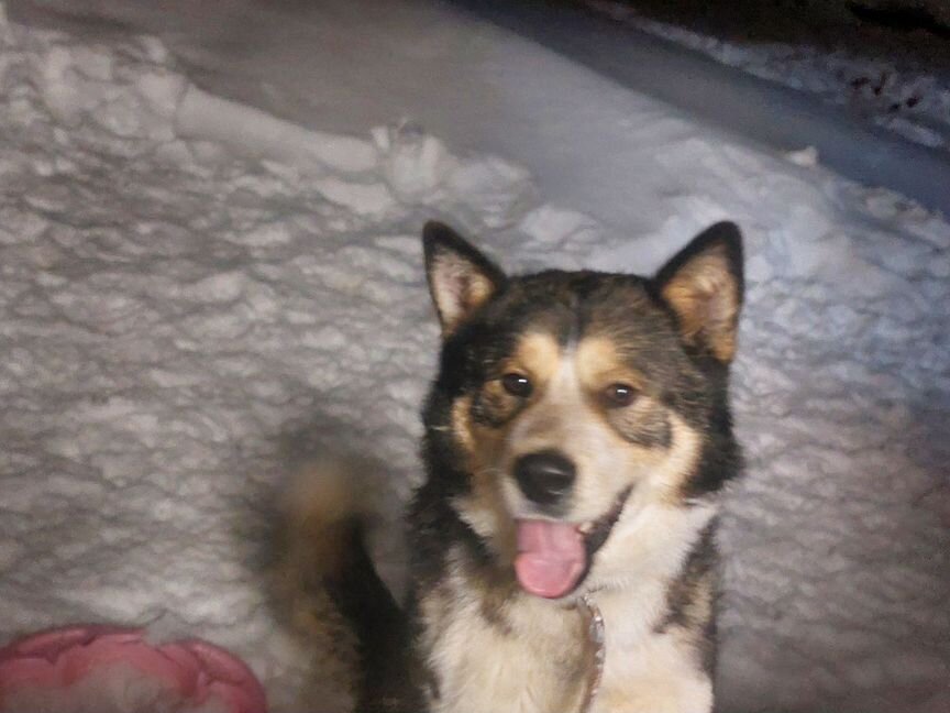 Верный друг