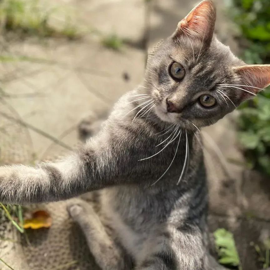 Котенок