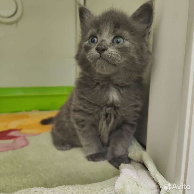 Котенок медвежонок ищет дом