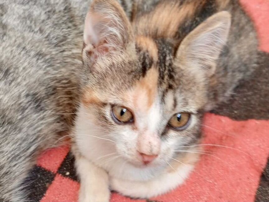 Котики черные трехцветка и беленькая кошечки 1,5