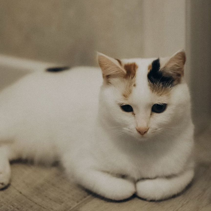 Умничка кошка, которую выкинул хозяин