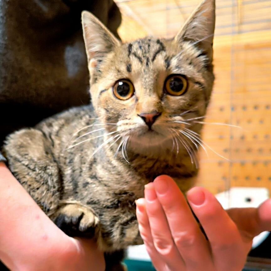 Котята-девочки, ручные, 4 месяца