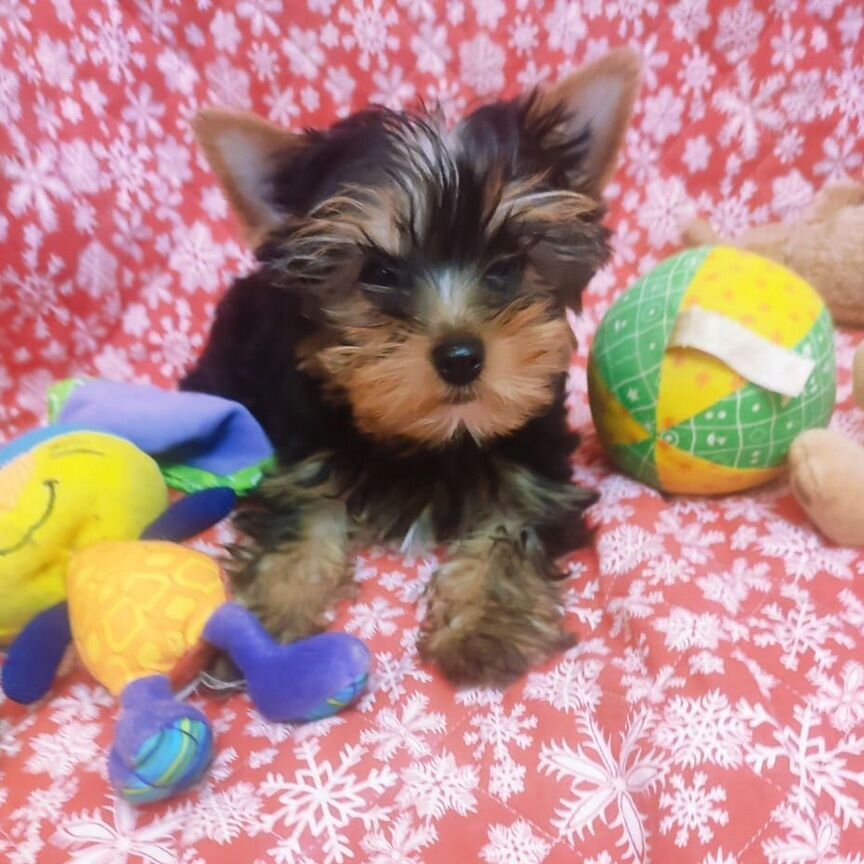 Йоркширский терьер