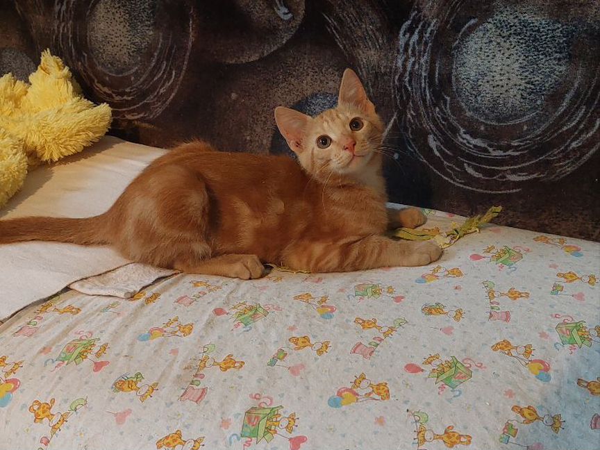 Мраморный котенок в любящие ручки Бесплатно