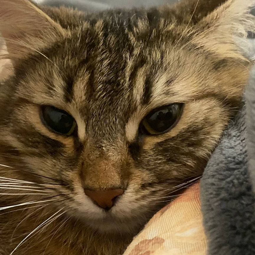 Кошка для вязки