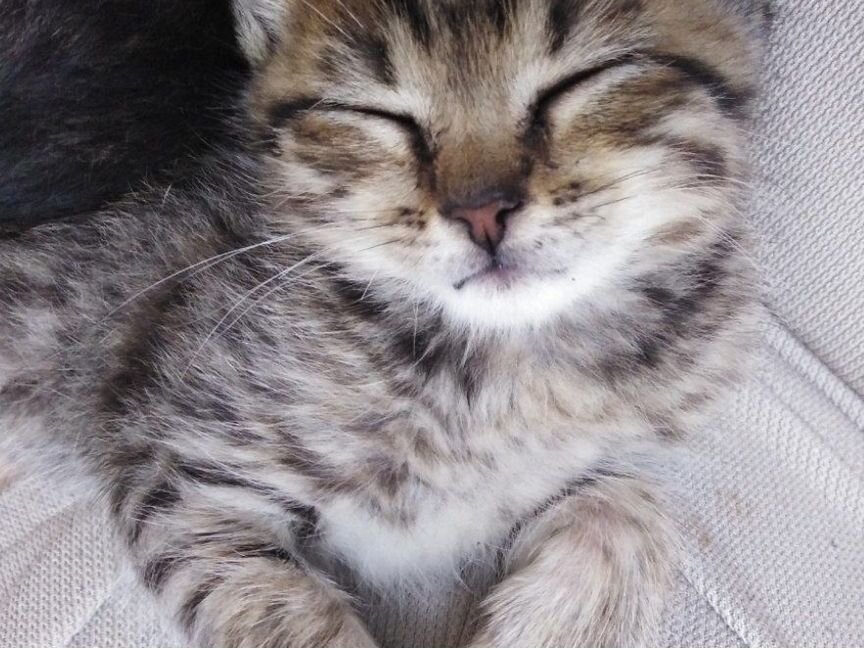 Котята в добрые руки бесплатно