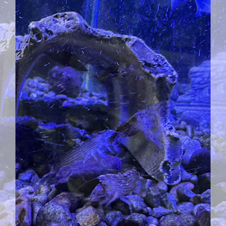 Кревктка Фильтратор