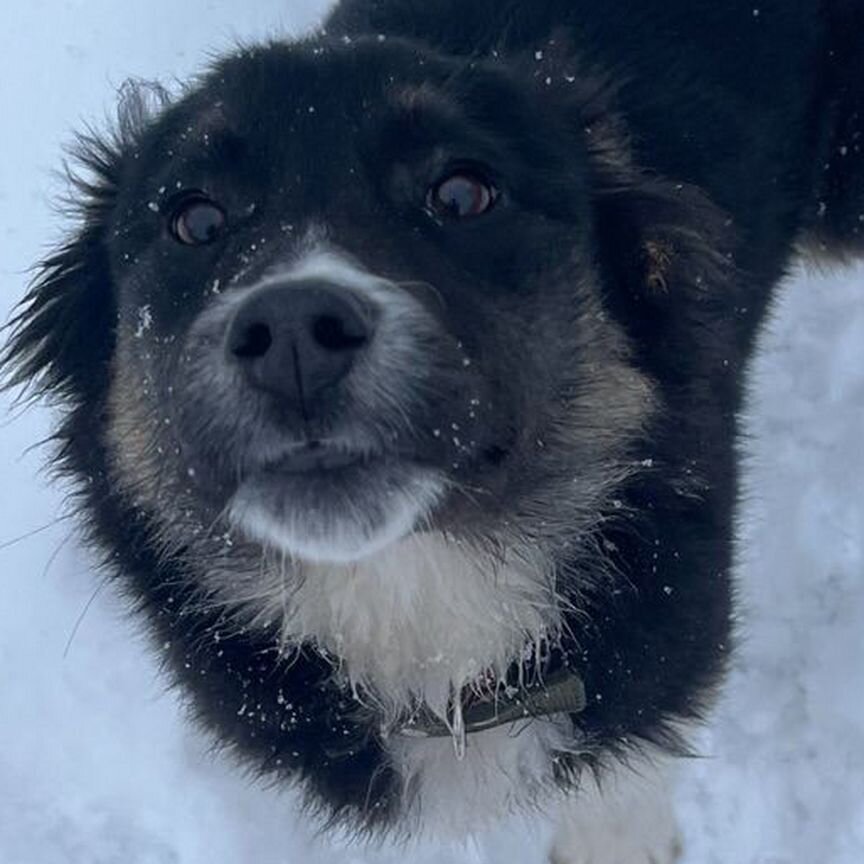 Собака в свой дом