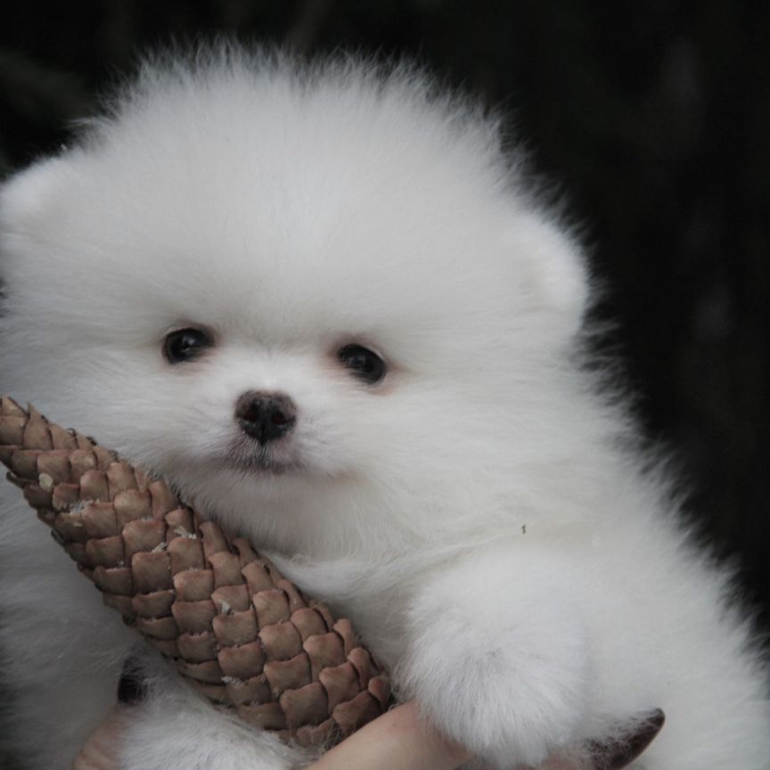 Шиц померанский мальчик мишка