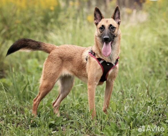 Бельгийская овчарка (метис малинуа)