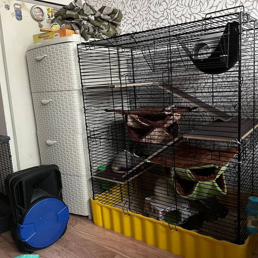 Клетка для грызунов: крысы, шиншиллы