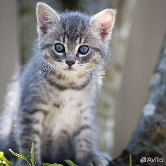 Маленький котенок 3 месяца бесплатно