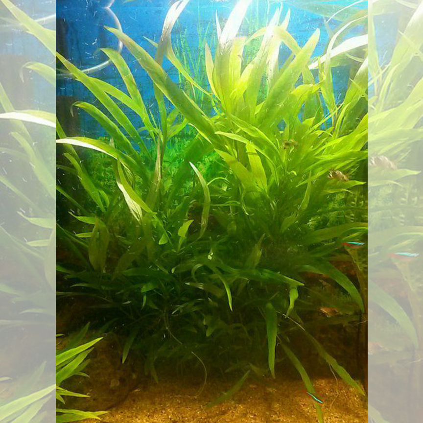 Аквариумное растение