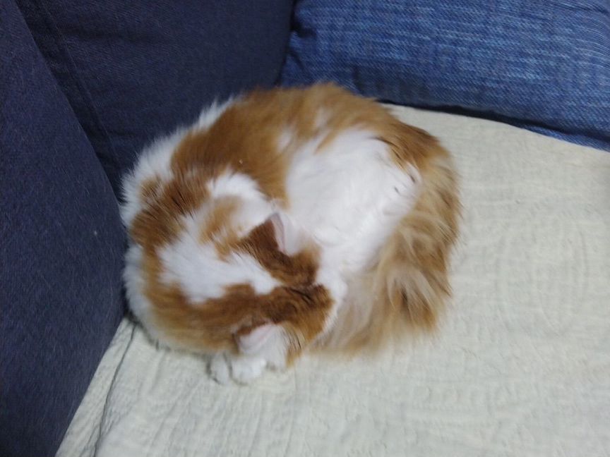 Кошечка Яся ищет семью