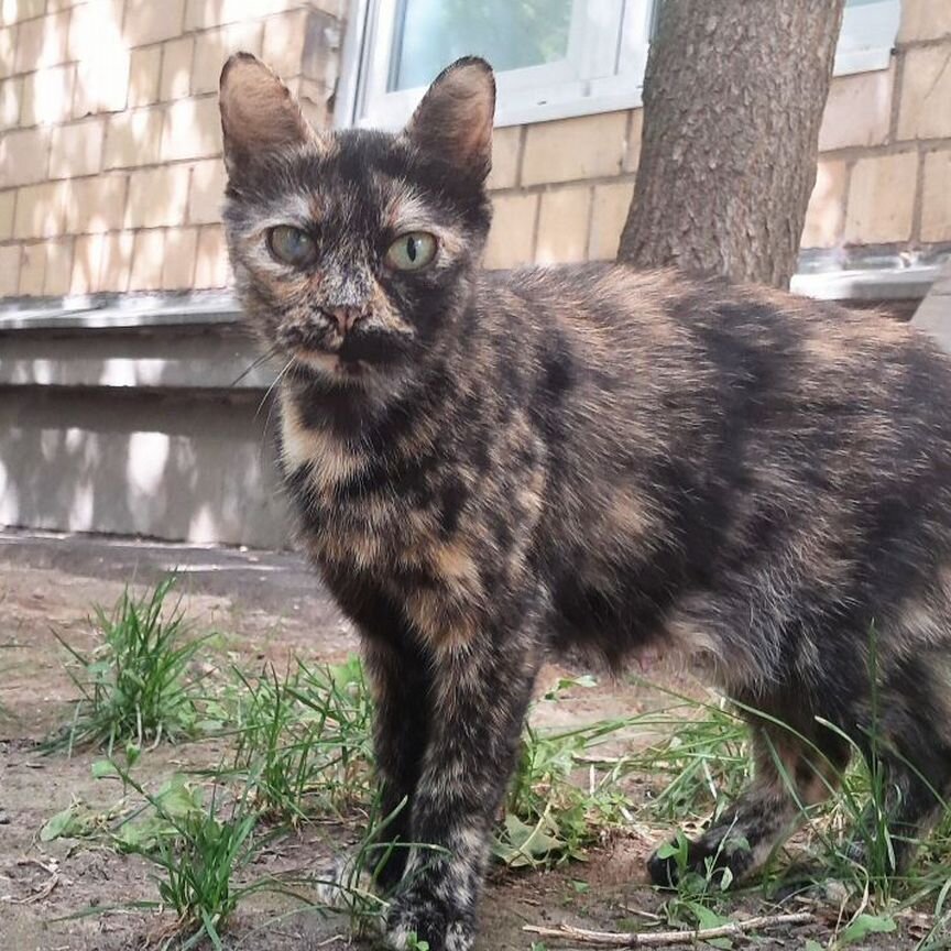 Кошка
