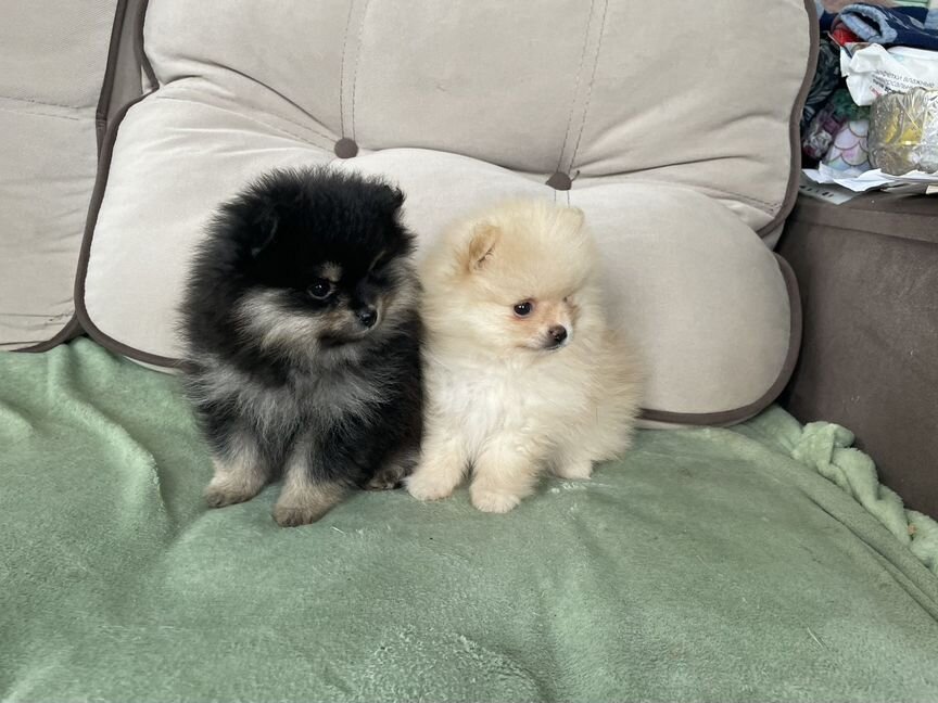 Померанский шпиц щенки