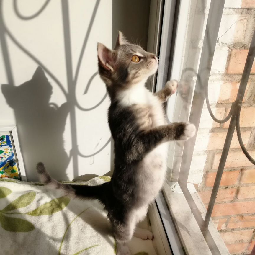 Котёнок