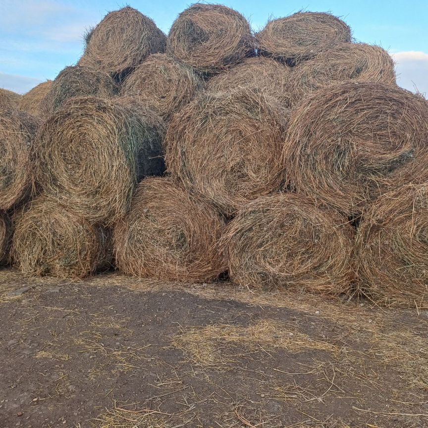 Продам сено в рулонах