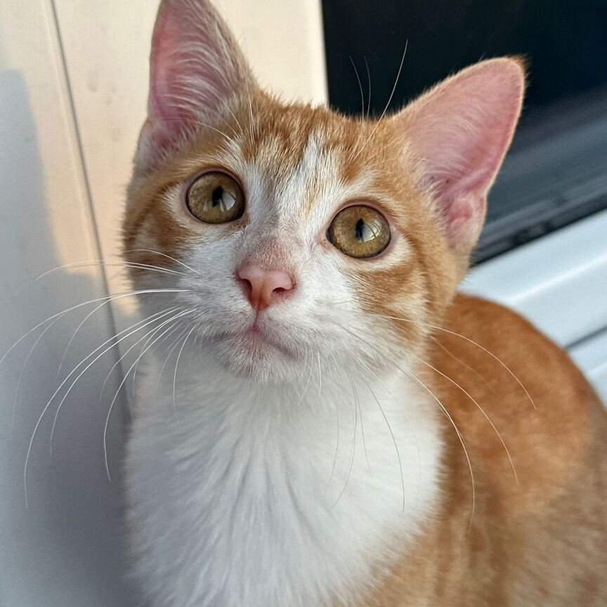 Рыжий котенок