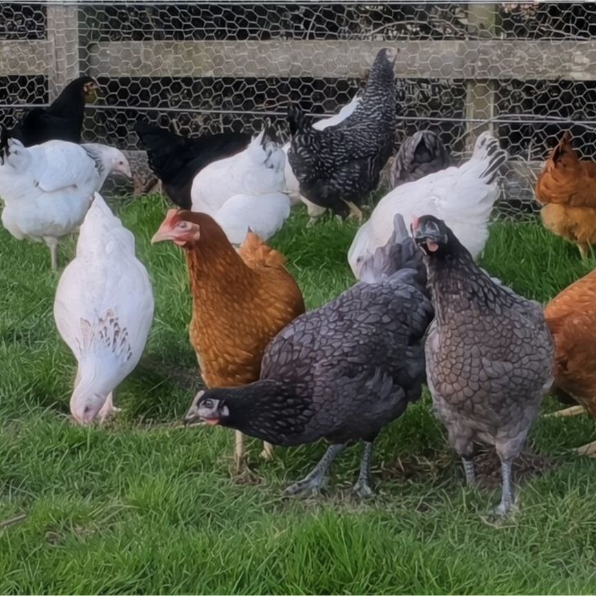 Продам кур молодки и годовалые