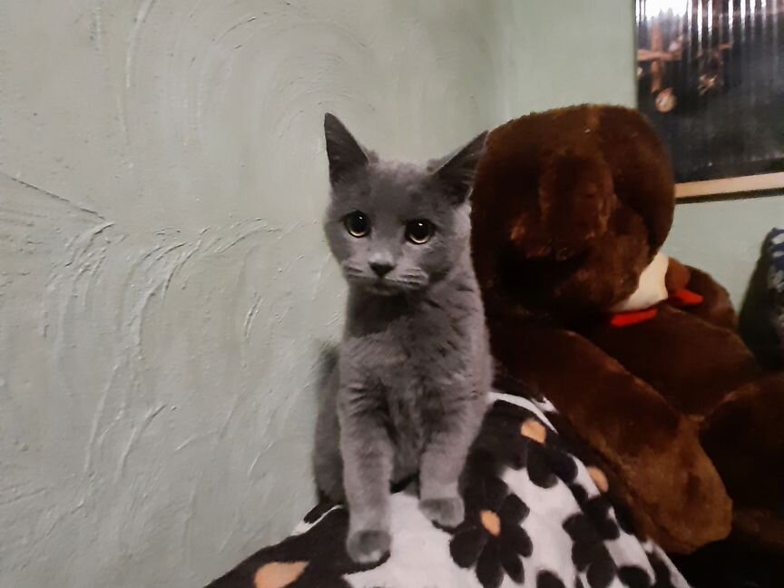 Котик Русик 8 мес