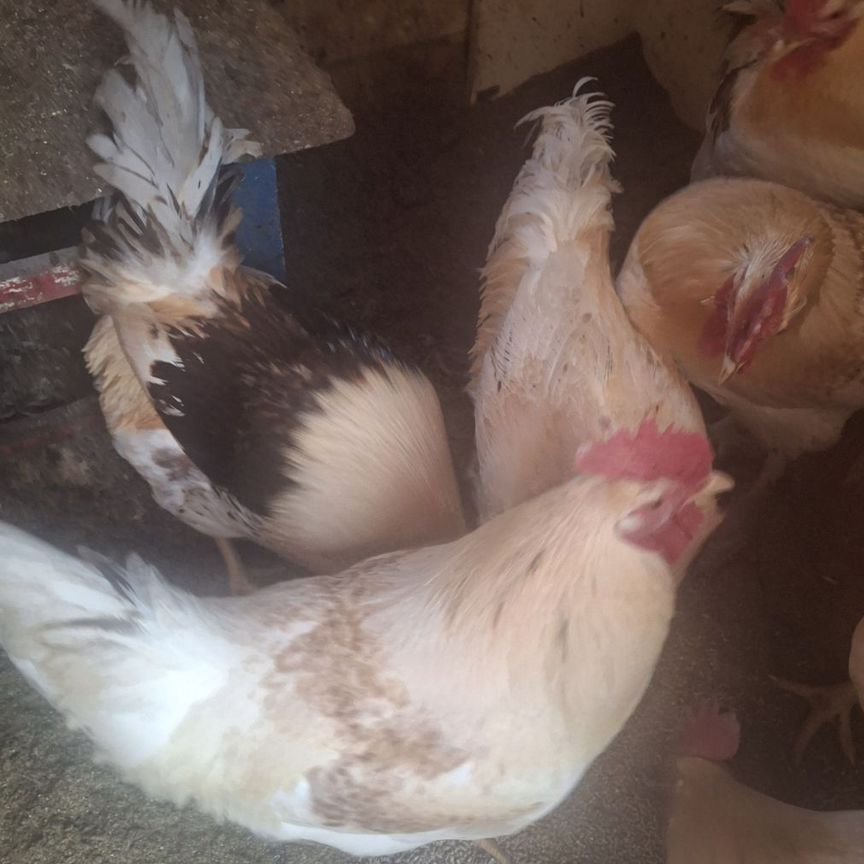 Продам или обменяю молодых петушков на курочек