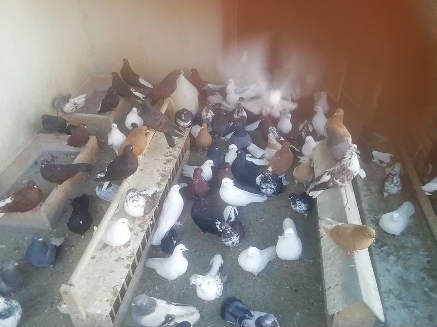 Голуби Николаевской породы бескружевные