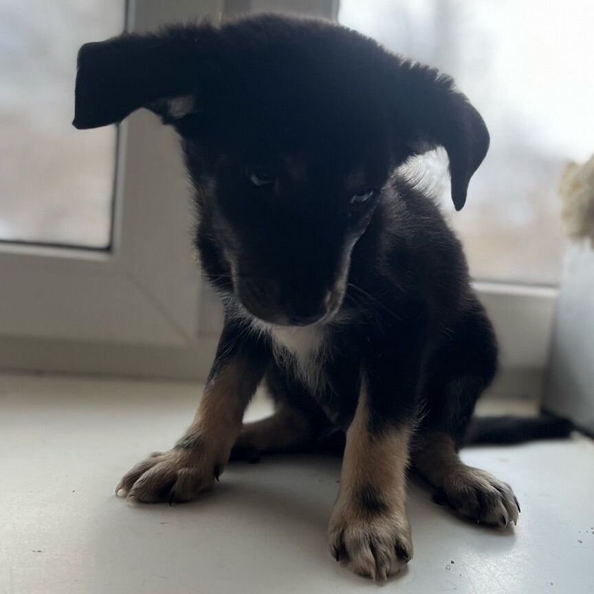 Щенок в добрые руки