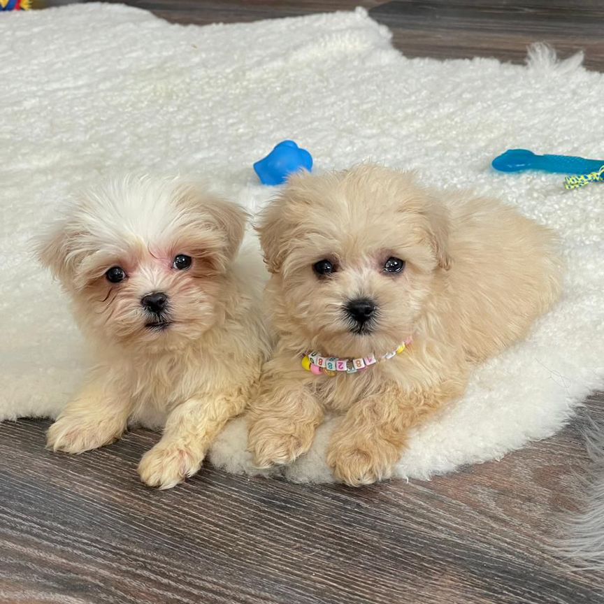 Мальтипу мини-девочки