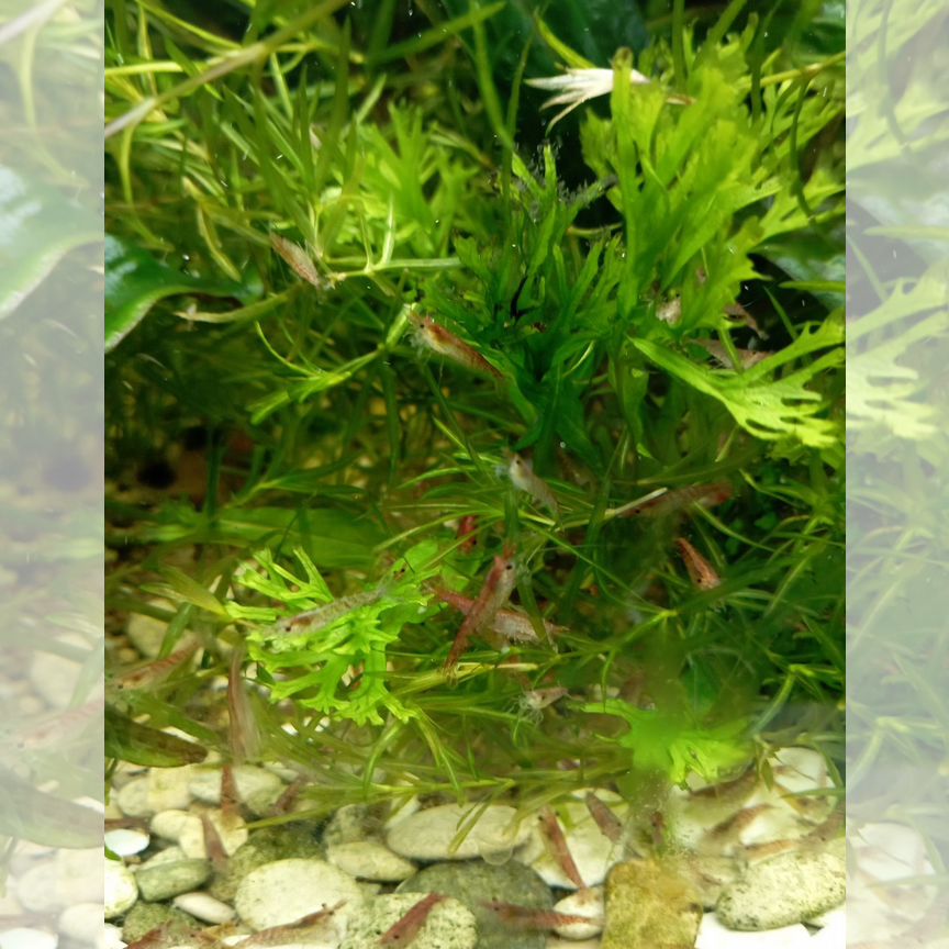 Аквариумные креветки Бронь