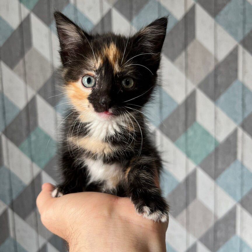 Отдаем котенка в добрые руки