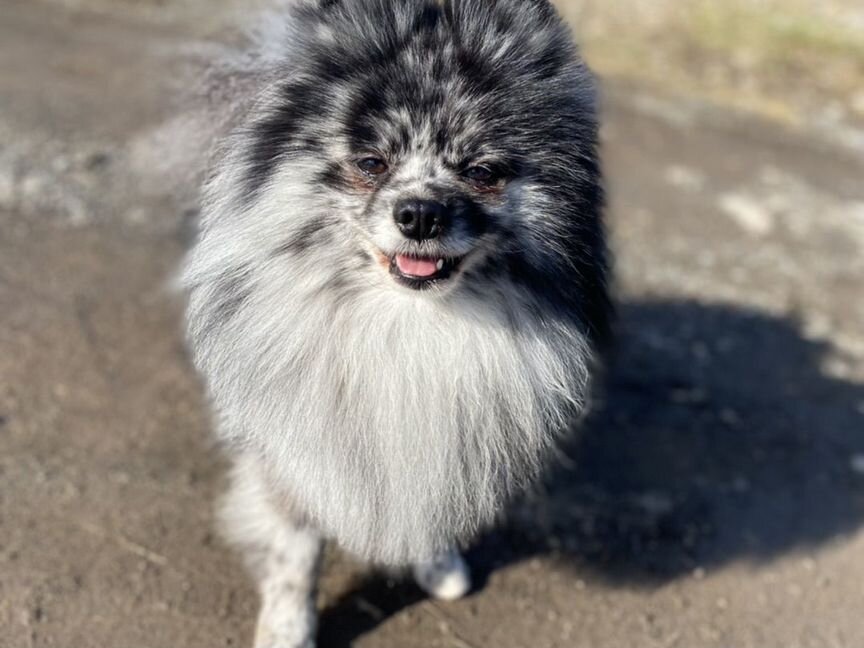 Щенки шпица