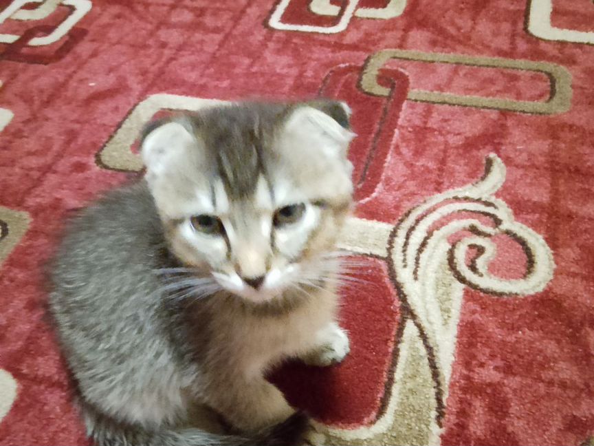 Вислоухий котёнок