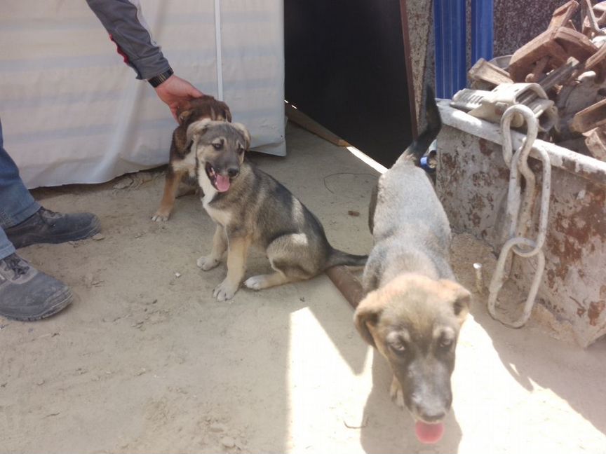 Отдам в хорошие руки бесплатно