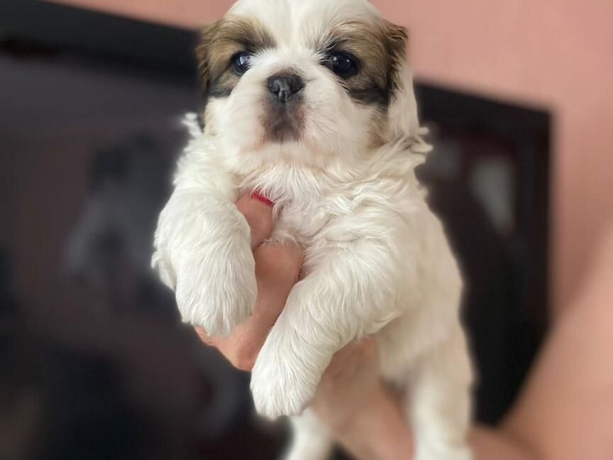 Щенки пекинеса