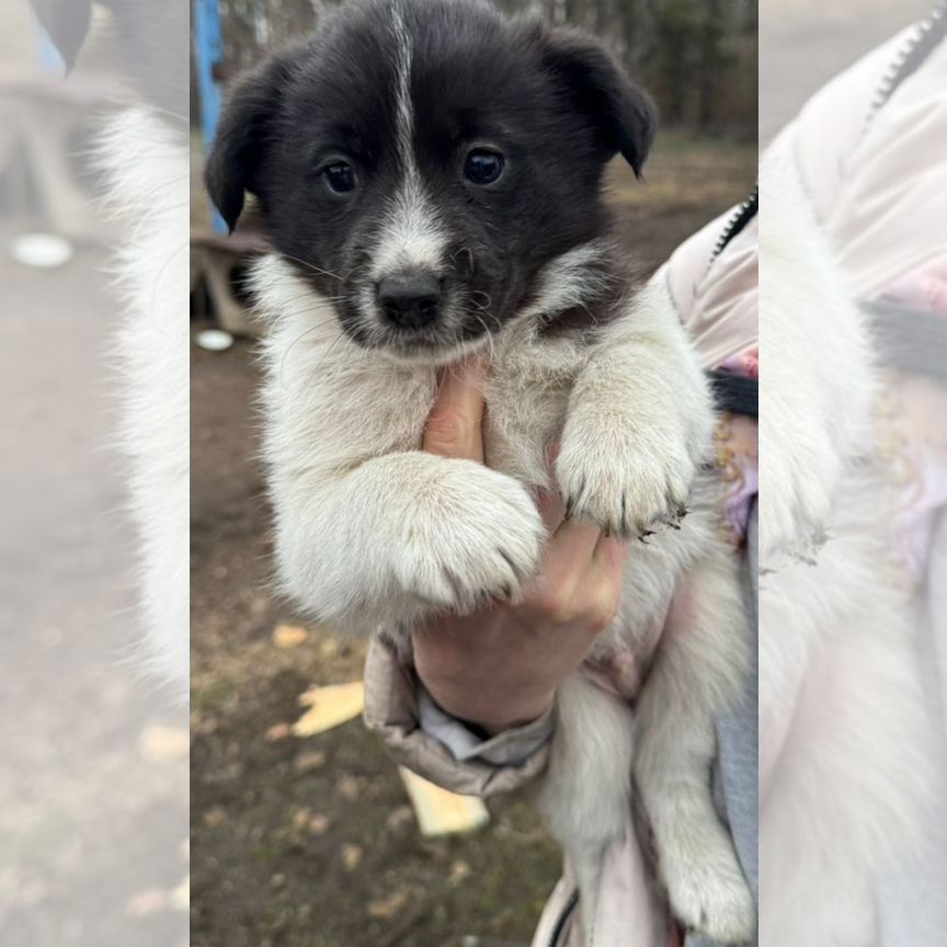 Щенок в добрые руки