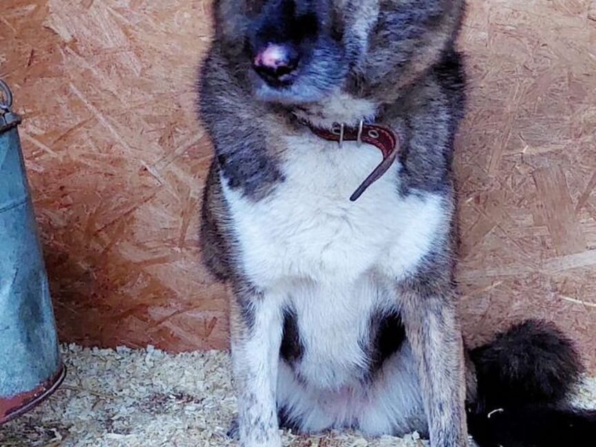 Даша ждёт, что её заберут домой