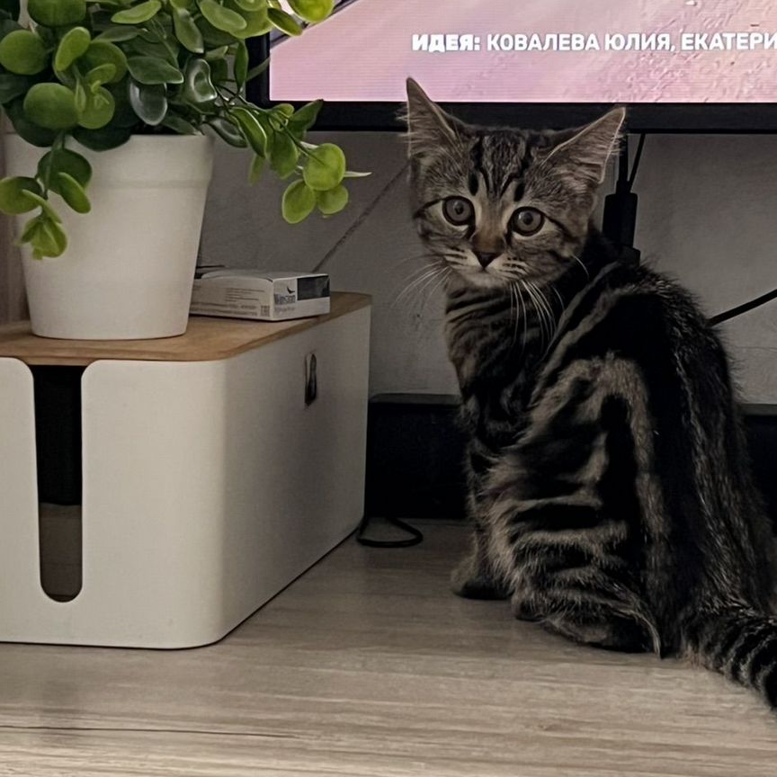 Котёнок в добрые руки