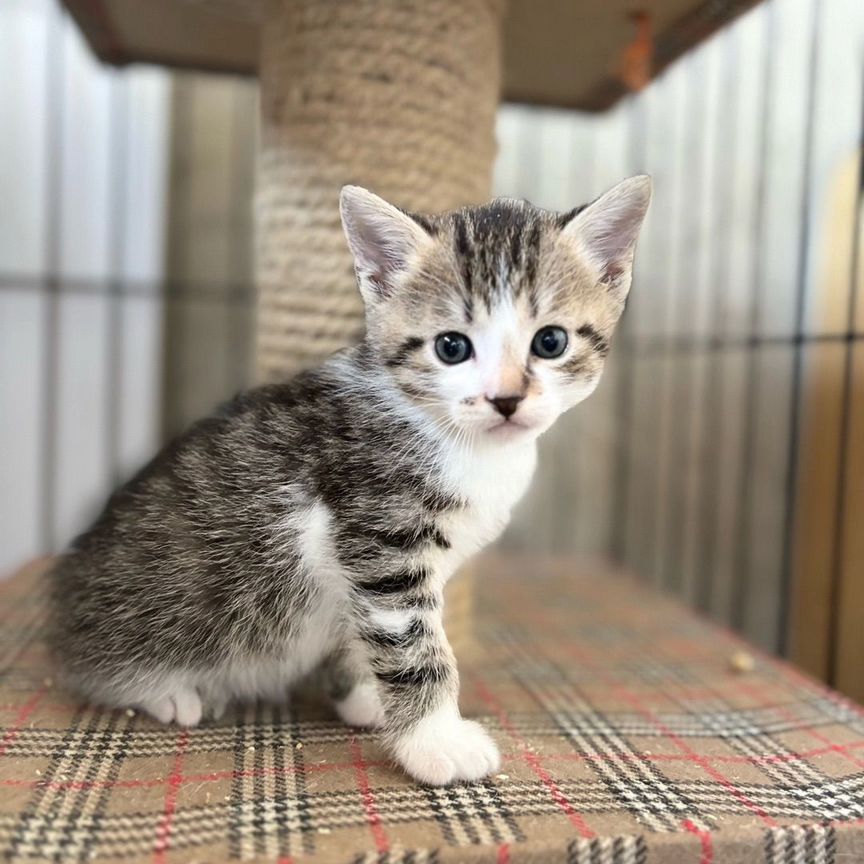 Котята из приюта ищут дом