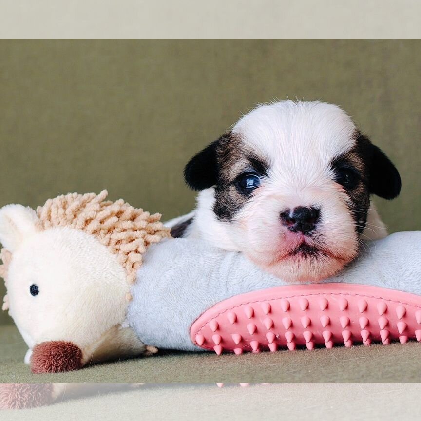 Джек-рассел-терьер, щенок