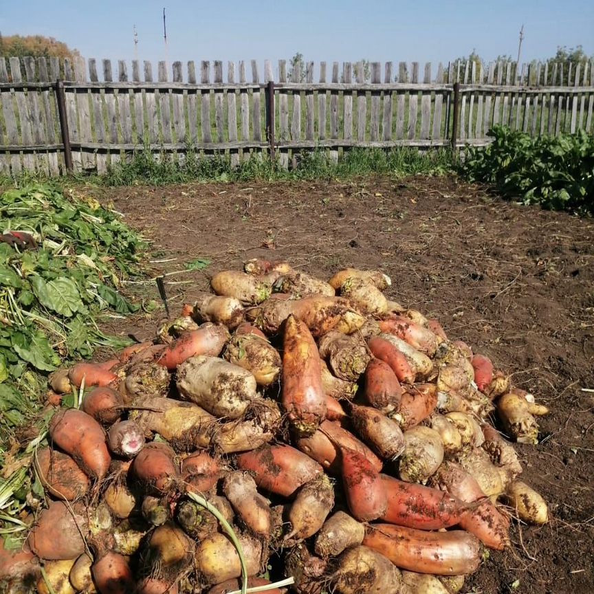 Свекла кормовая